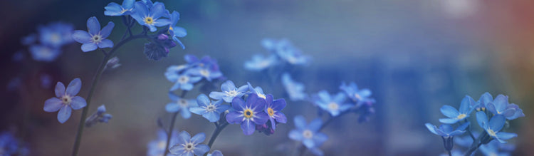 About Us – Forget-Me-Not-Coffee